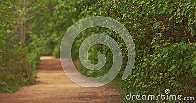 Green Foliage with Forestal Path Angle Shot Stock Video - Video of ...