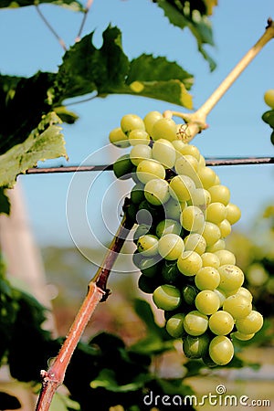 Green grape - Stock Image - Everypixel