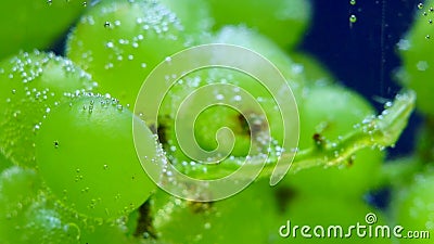 Green grapes in water stock footage. Video of juicy - 138022706