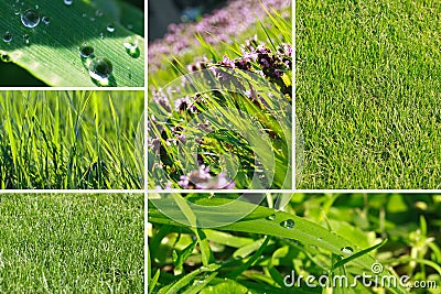 Green Grass Collage Royalty Free Stock Images - Image: 19384479