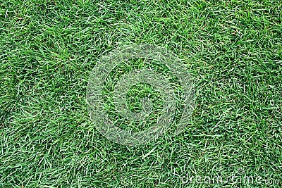 Green grass field background - Stock Image - Everypixel