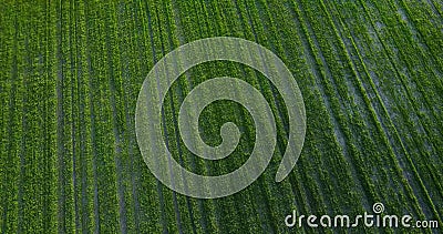 Green grass field, Italy. stock video. Video of cultivated - 89885309