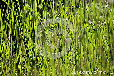 Green Grass Hatch. Beautiful Green Background. Stock Photo ...
