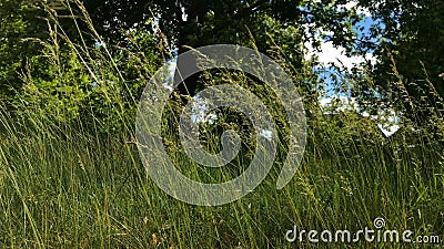 Green Grass Move From The Wind Stock Video - Video of stalk, garden ...