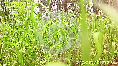 Green Grass, Movement in Slow Motion Under Springtime Stock Footage ...