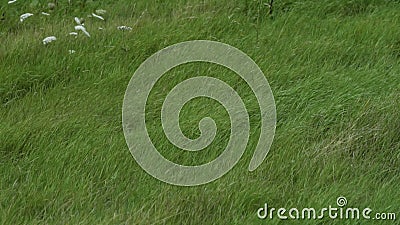 Green Grass Moving in the Wind Stock Video - Video of landscape, green ...
