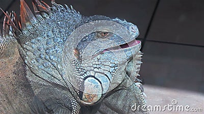 Green Iguana Slowly Opening Mouth Stock Footage - Video of mouth ...