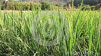 Green Jasmine rice plants stock video. Video of farmer - 90356201