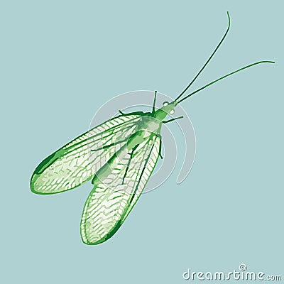 Green Lacewing Vector Illustration | CartoonDealer.com #92595788