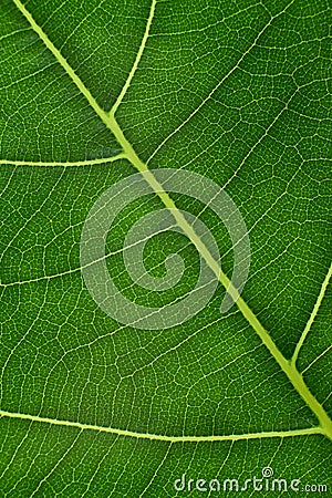Green Leaf With Anatomy And Structure, Macro View Anatomy And Texture ...