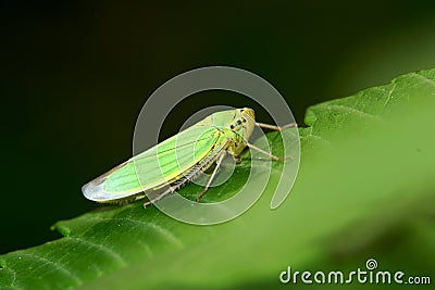 Green Leafhopper Royalty Free Stock Photos - Image: 19954468