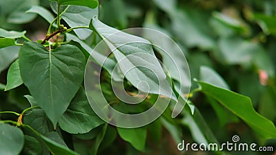 Green Leaves Fluttering on the Wind. Big Green Leaves Moving in a Wind ...