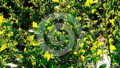 Green Leaves On The Tree Moving In The Wind Stock Footage - Video of ...