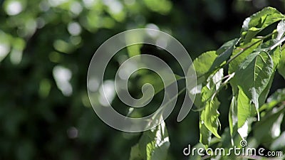 Green Leaves Waving in the Breeze Stock Footage - Video of plant, green ...