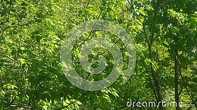 Green leaves and wind stock video. Video of park, branch - 116908627