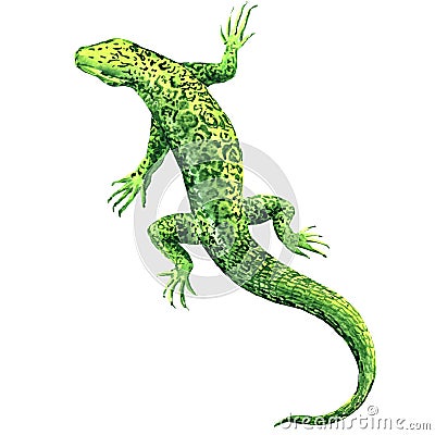 Green Lizard, Top View, Isolated, Watercolor Illustration On White ...