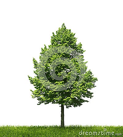 Green Lone Tree On White Background Stock Photography - Image: 10972252