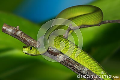 Green Mamba Royalty Free Stock Photography - Image: 4403947