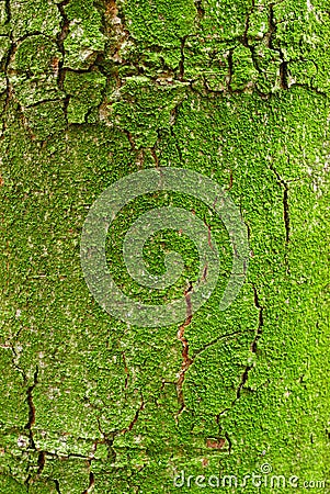 Green Mossy Bark Of Tree Stock Photo - Image: 20005760