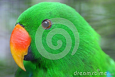 Green Parakeet Stock Photography - Image: 1778452