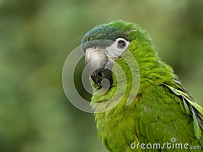 Green Parrot Stock Photo - Image: 11277600