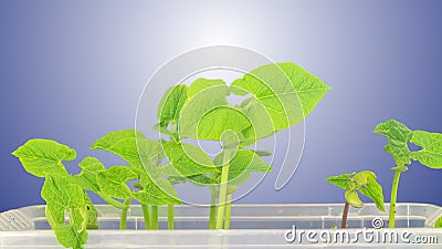 Green Plant Growth Time Lapse Stock Video - Video of life, seed: 191015153