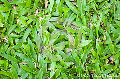 Green Savannah Tropical Carpet Grass Field Stock Photo - Image: 41767226