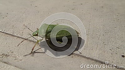 Green Shield Beetle Walking and Flying Stock Footage - Video of animal ...