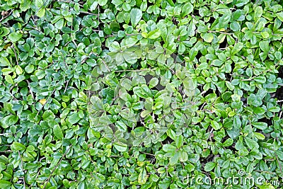 Green Small Leaves Wall Background Texture Stock Image | CartoonDealer ...