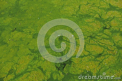 Green String Algae And Rubbish In The Water. Royalty-Free Stock ...