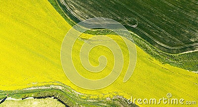 The Green Texture Rice Of Barley As Yellow Of Canola Field Background ...