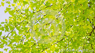 Tree Branches Swaying in the Wind Stock Video - Video of foliage, wind ...