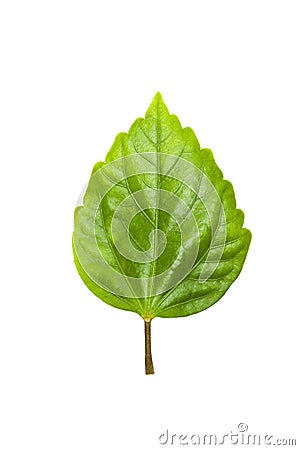 Green Tree Leave Stock Photo - Image: 18961340