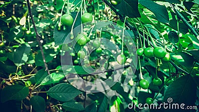 Green Unripe Cherry Berries Trees Braches Background Royalty-Free Stock ...