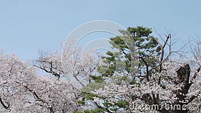 Green Willow and Sakura Trees in Japan Stock Footage - Video of branch ...