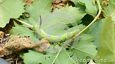 Green Worm On Grape Leaves. Stock Video - Video of crawling, worm: 59637033