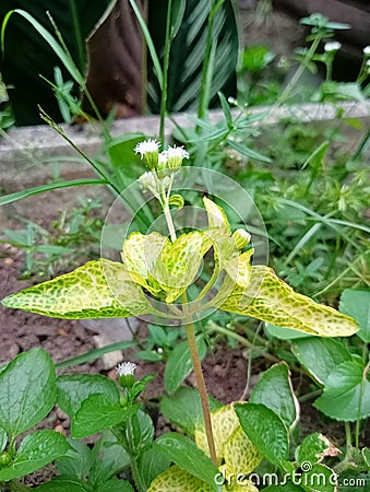 Greenish Yellow Ageratum Conyzoides Royalty-Free Stock Photography ...