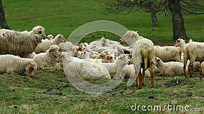 Un Gregge Delle Pecore E Di Un Cane Pastore Stock Footage - Video di ...