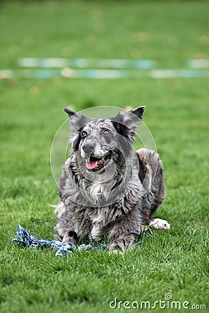Grey Australian-Shepherd-mix Dog Stock Images - Image: 21088404