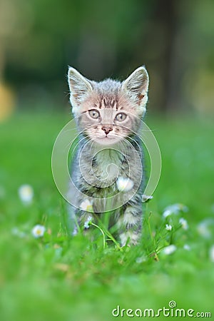 A Grey Cat Outside Royalty Free Stock Photography - Image: 13458677