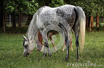 Grey Dapple Mare With Foal Stock Images - Image: 4404004