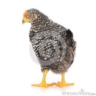 Grey Hen Stock Photography - Image: 19115712