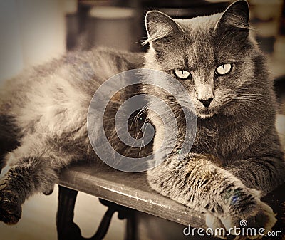 Grey Long-Haired Cat Royalty Free Stock Photography - Image: 17949547