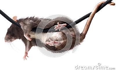 Grey Rat On Rope Stock Photos - Image: 16297843