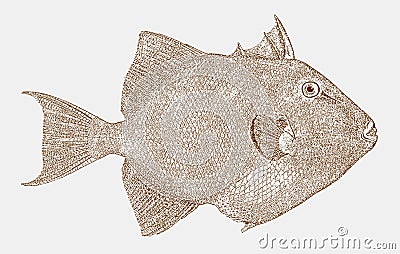Grey Triggerfish, A Ray-finned Fish From The Atlantic Ocean In Side ...