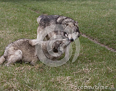 Grey Wolf Alpha Male Stock Photo - Image: 58952879