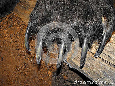Griffes D'ours Photographie stock - Image: 19079702