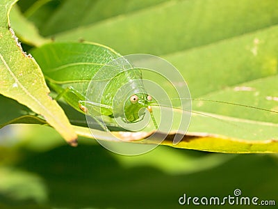 Grillo De Bush En Una Hoja Fotos de archivo - Imagen: 8004723