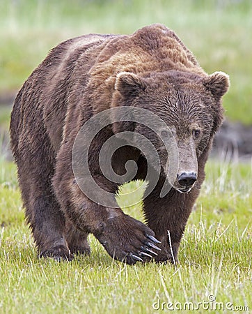 Grizzly Bear Boar Royalty Free Stock Photos - Image: 12598378