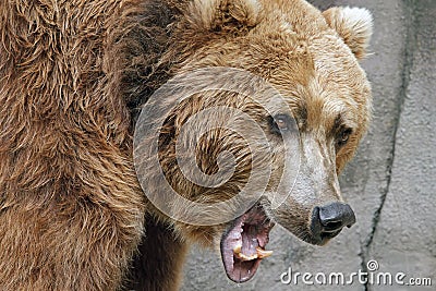 Grizzly Bear Growling Stock Photo - Image: 14672290